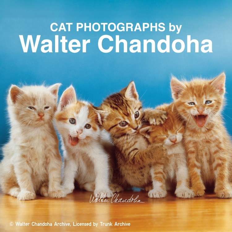 女裝 CAT PHOTOGRAPHS UT 印花 T 恤系列 - UNIQLO香港及澳門